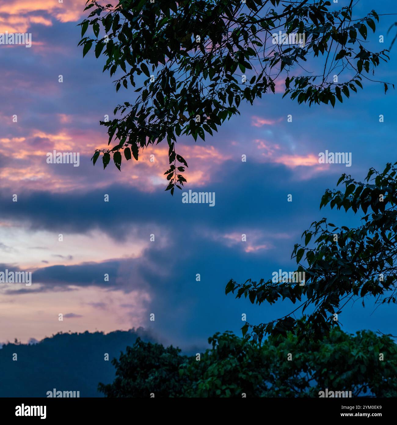 Amazon rainforest tree canopy silhouette at sunset, Yasuni national ...