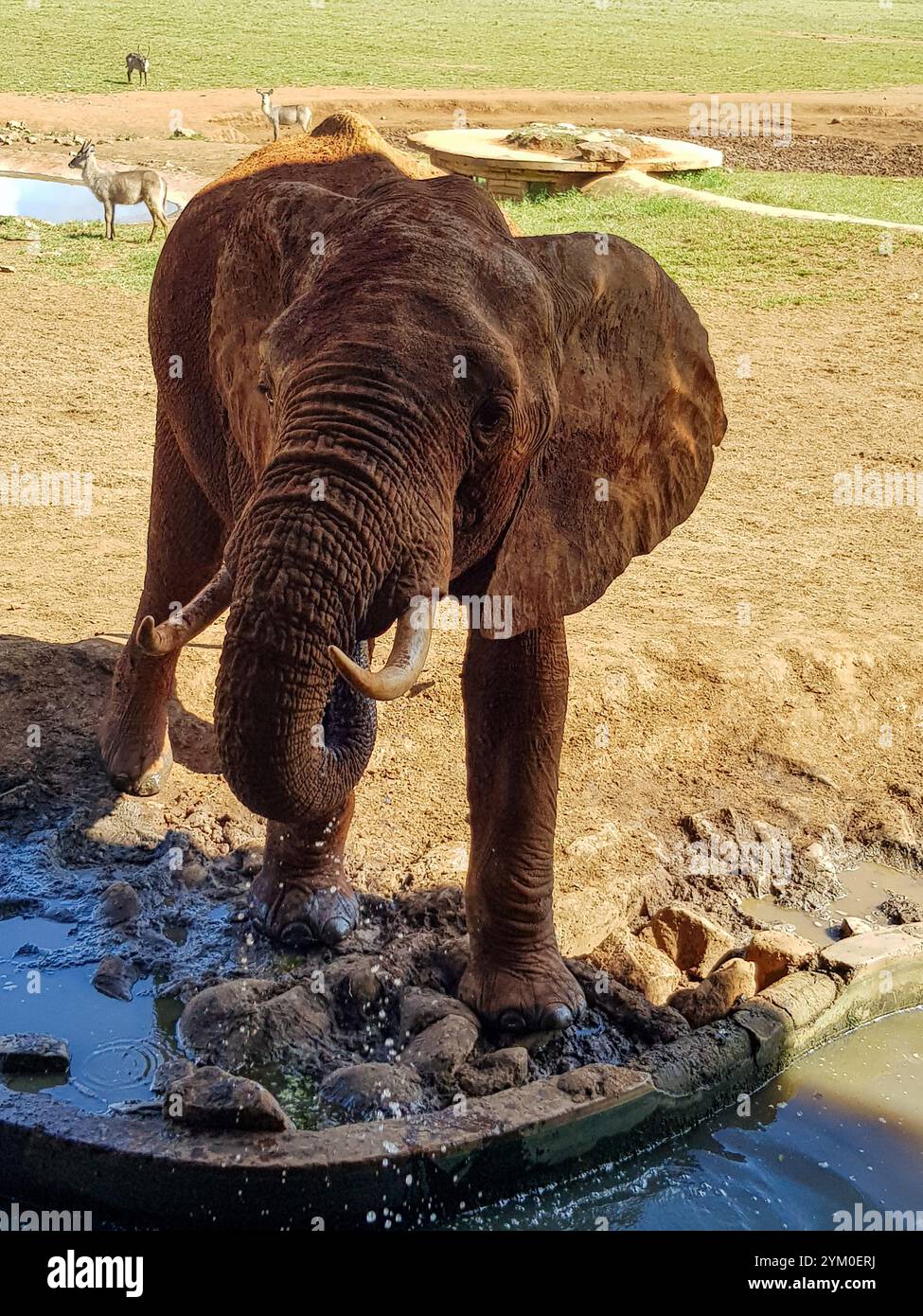 in the photo, an elephant drinking water under the Taita Hills Safari ...