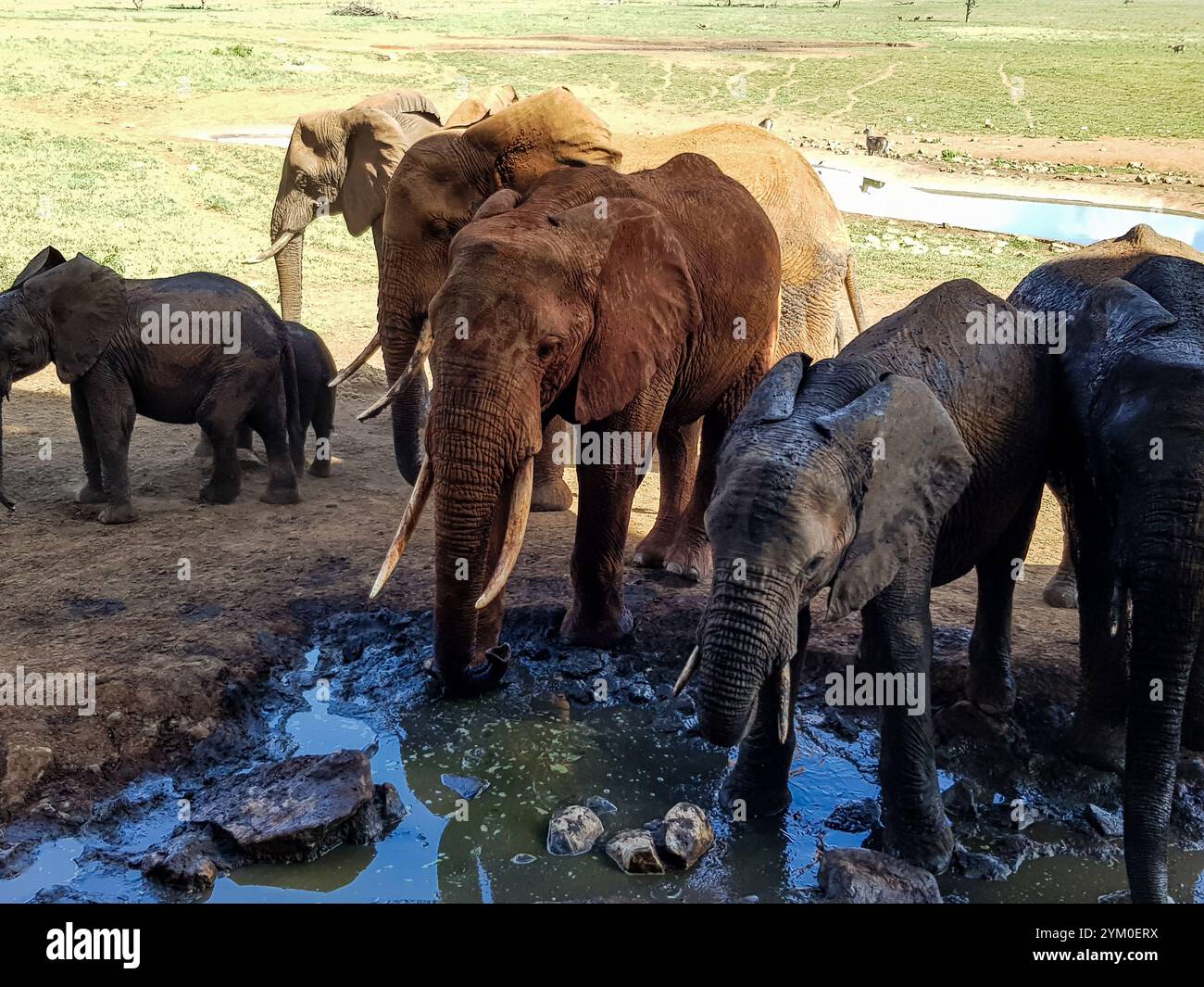 in the photo, an elephant drinking water under the Taita Hills Safari ...