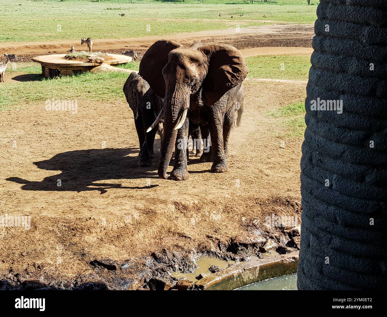 in the photo, an elephant drinking water under the Taita Hills Safari ...