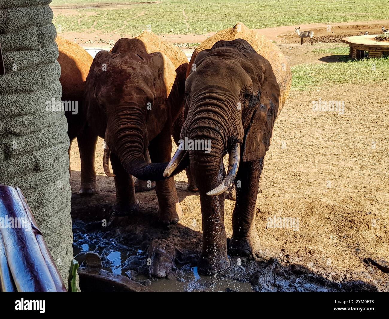 in the photo, an elephant drinking water under the Taita Hills Safari ...