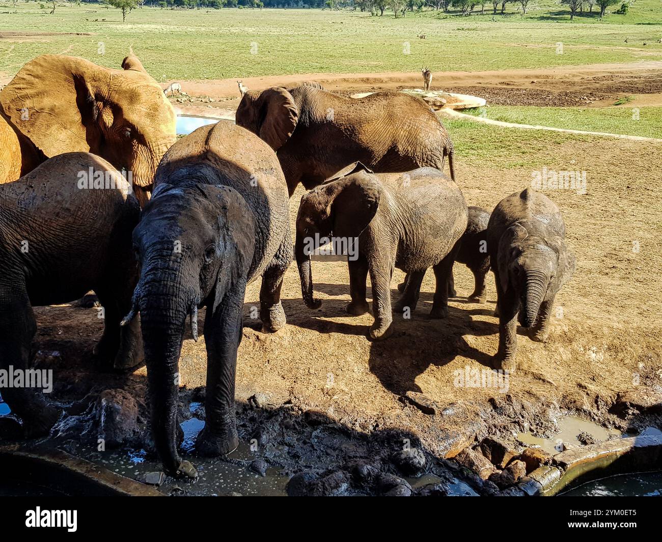 in the photo, an elephant drinking water under the Taita Hills Safari ...