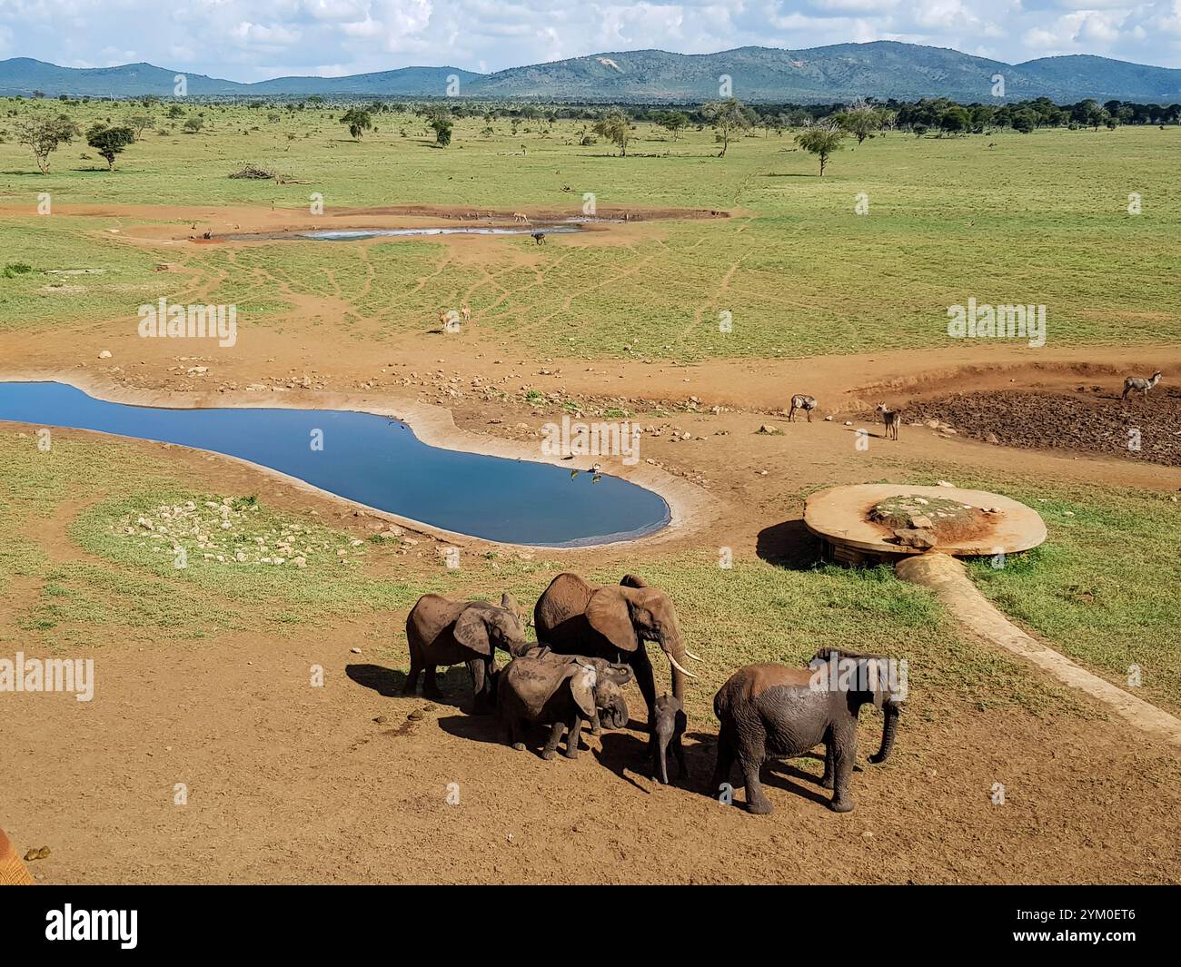 in the photo, an elephant drinking water under the Taita Hills Safari ...