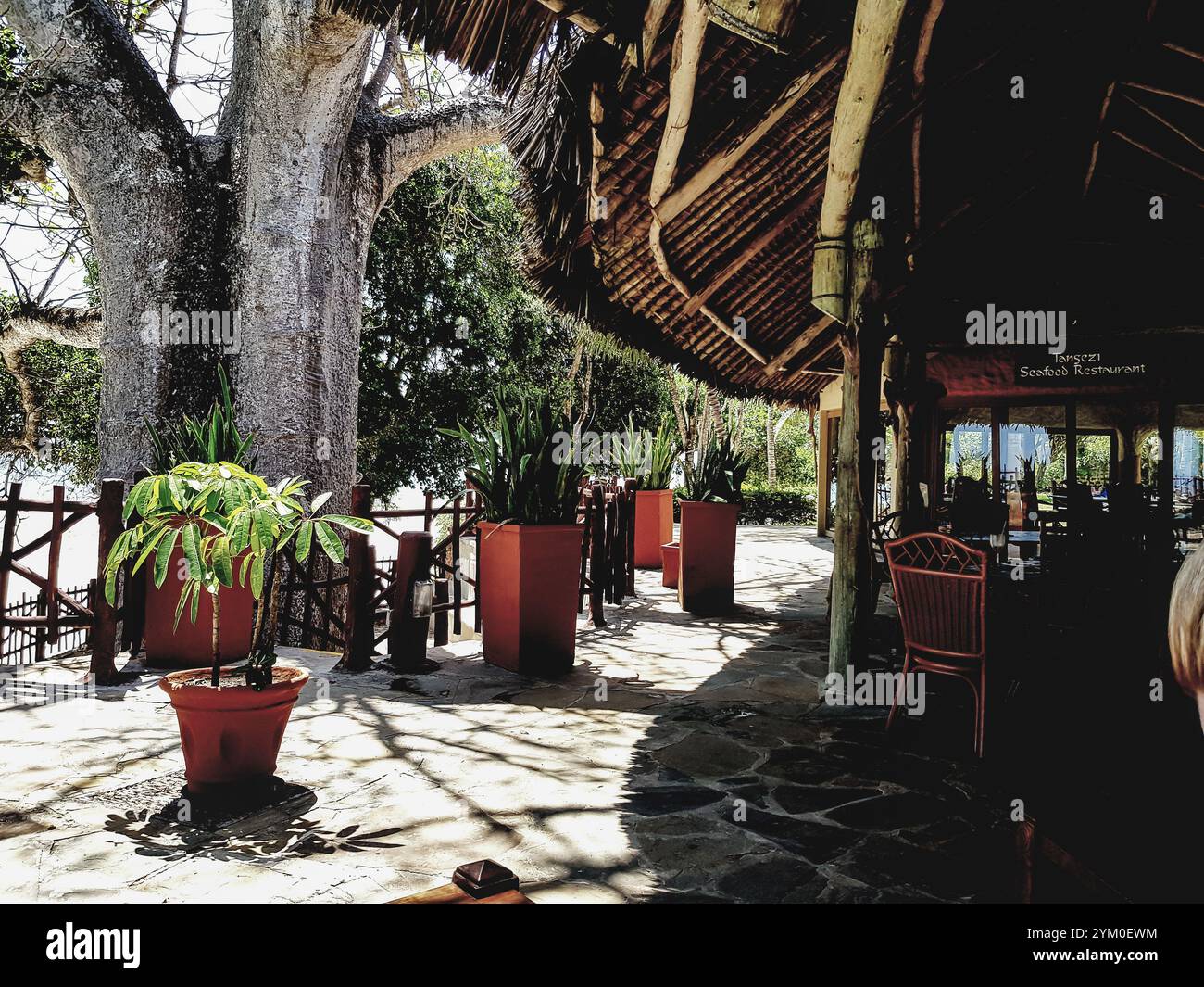 view of a beautiful tree next to the restaurant and swimming pool at ...