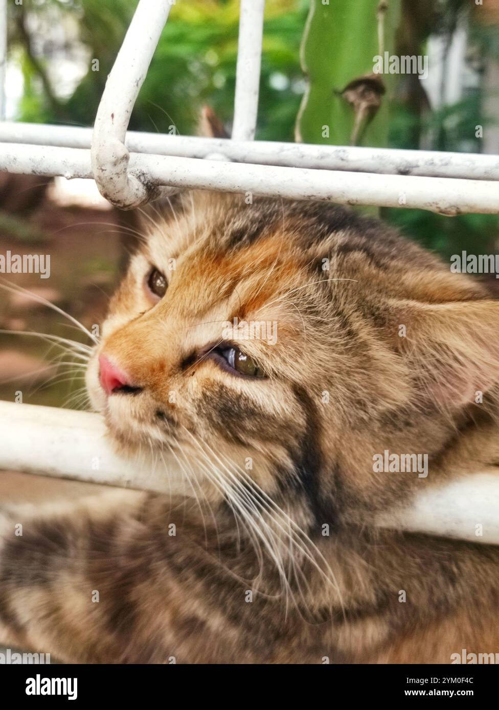 an orange cat is being lazy after eating Stock Photo - Alamy