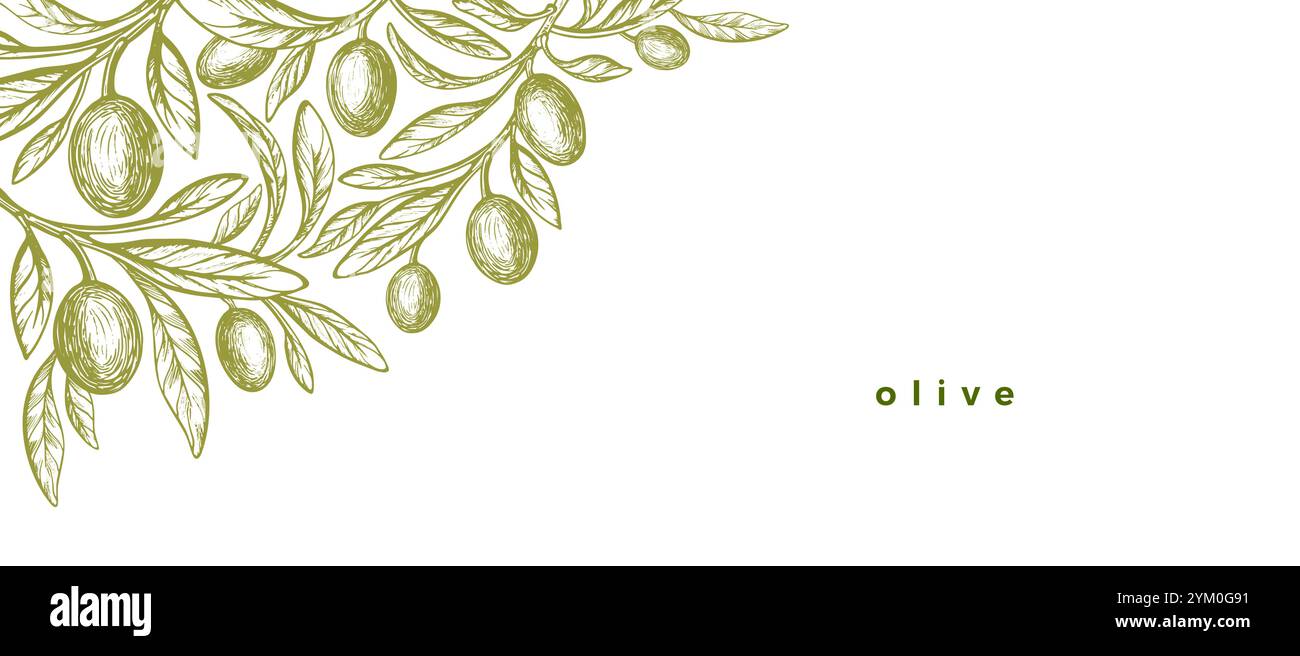 Olive leaves corner. Vector illustration of tree, green fruit, branch ...