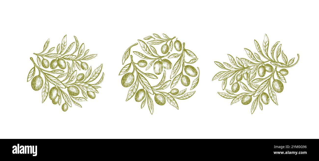Olive round symbol. Vector collection of fruit, green leaves, branch ...