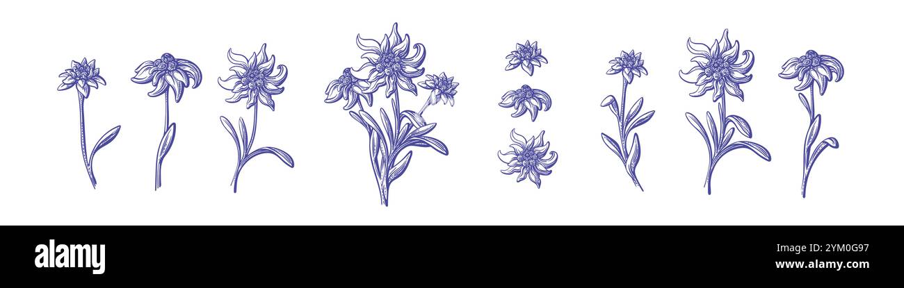 Edelweiss flower in bloom, texture leaves. Vector hand drawn collection ...