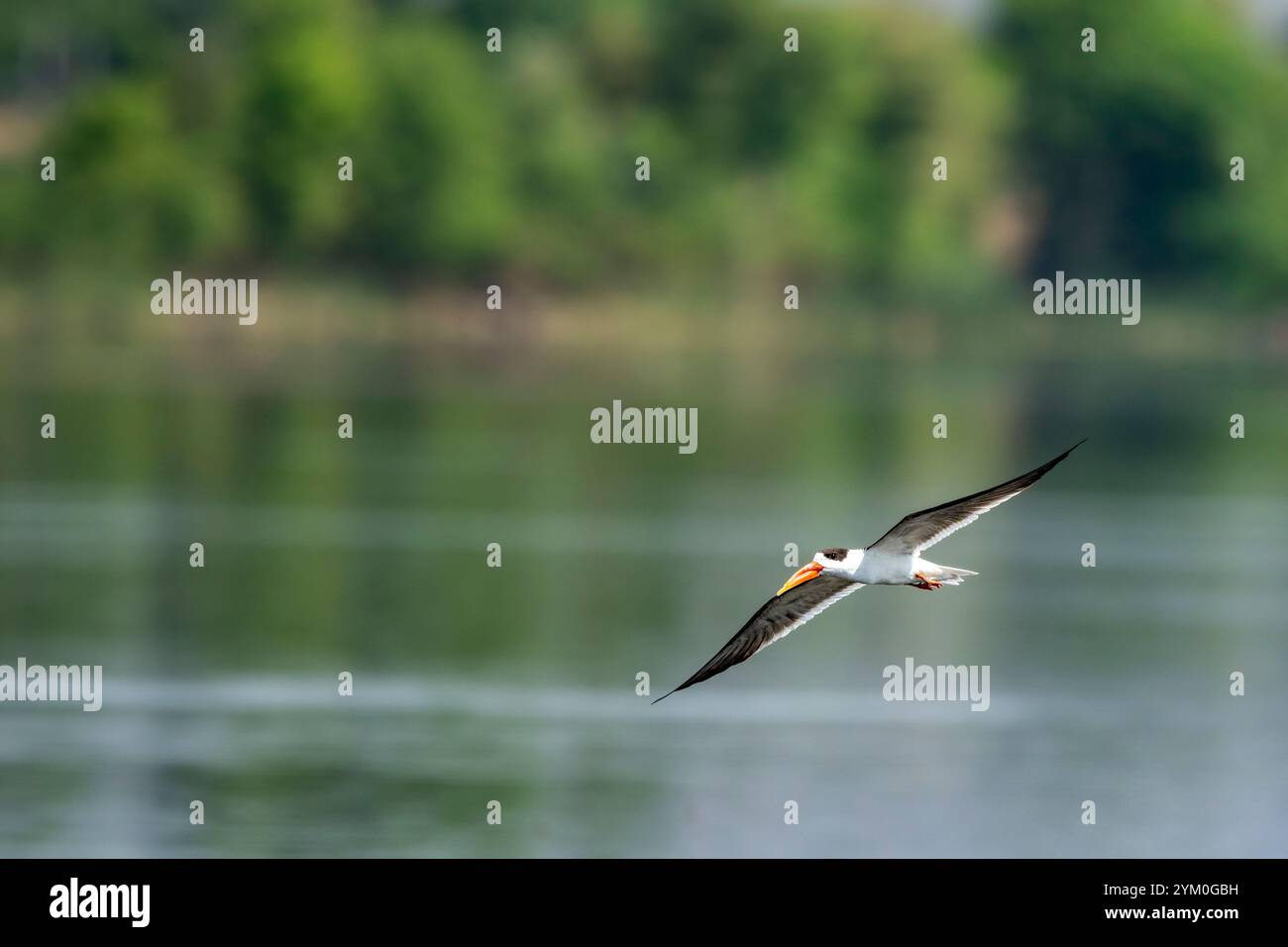Indian skimmer or Indian scissors bill or Rynchops albicollis skimming ...