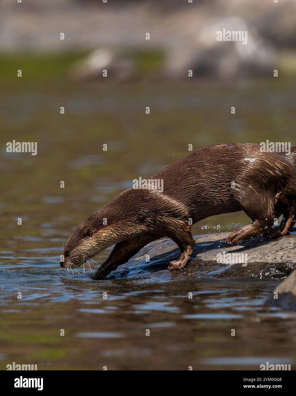 Smooth coated otter Lutrogale perspicillata family side profile closeup ...