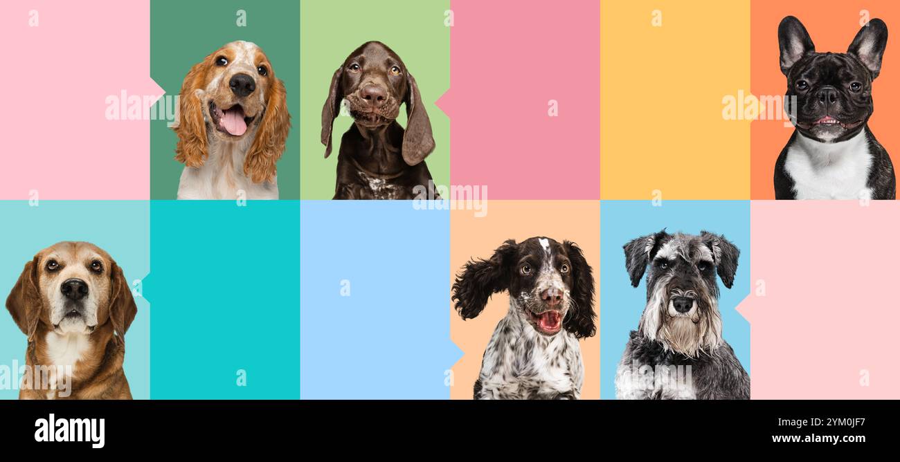 Multi-Dog collage of purebred Pug, Jack Russell, Bulldog, and Beagle ...