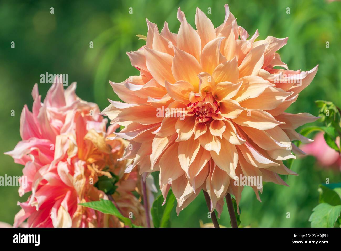 Beautiful peach colored flowers of Dahlia cultorum in the garden. a ...