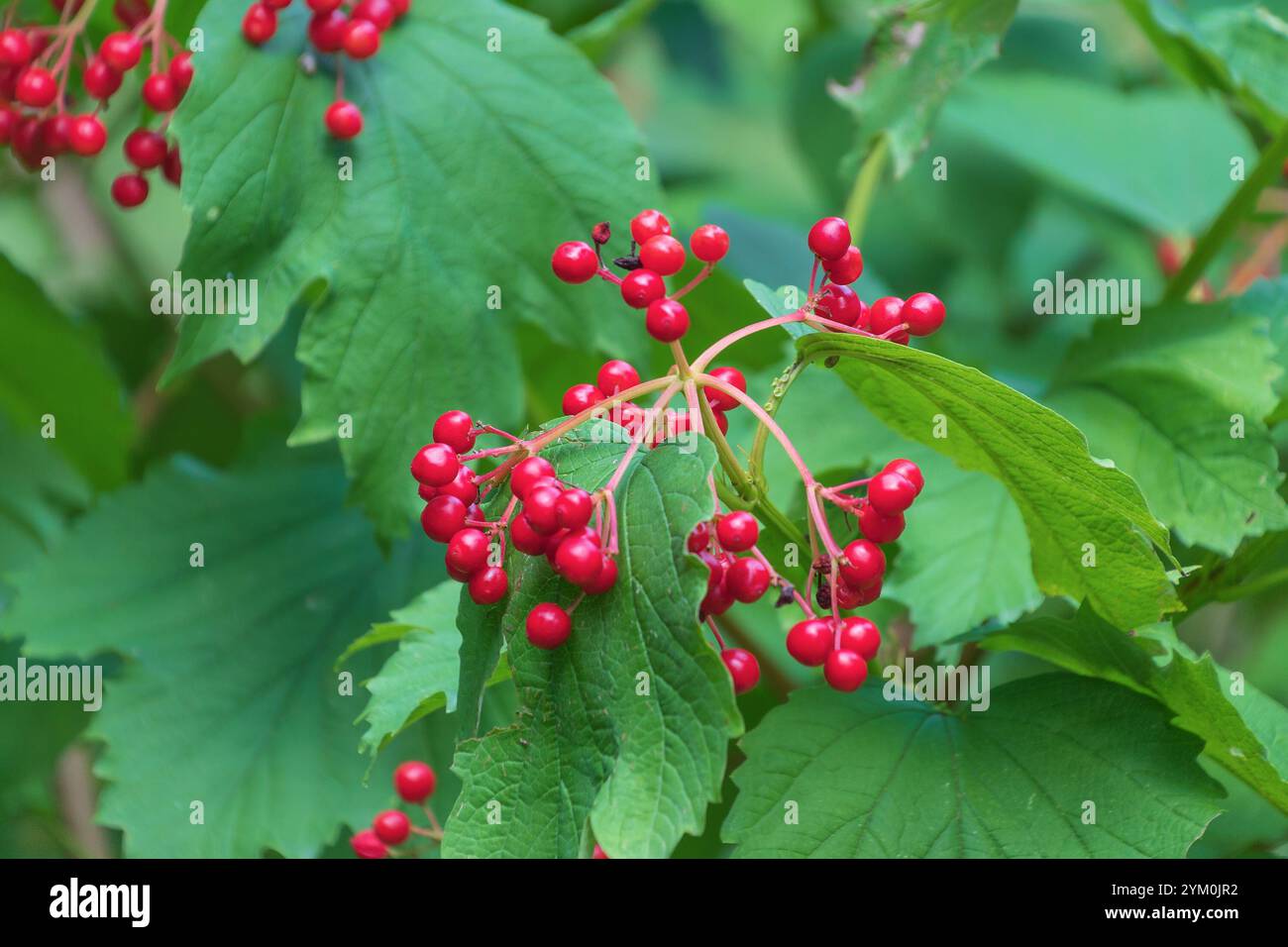 Red berries of Viburnum trilobum. cranberrybush viburnum, American ...