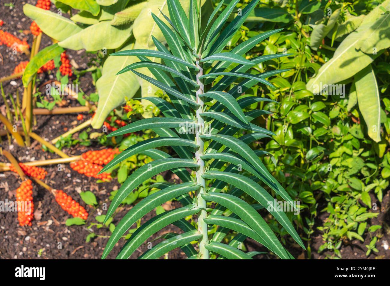 Green leaves of Euphorbia lathyris. the caper spurge, paper spurge ...