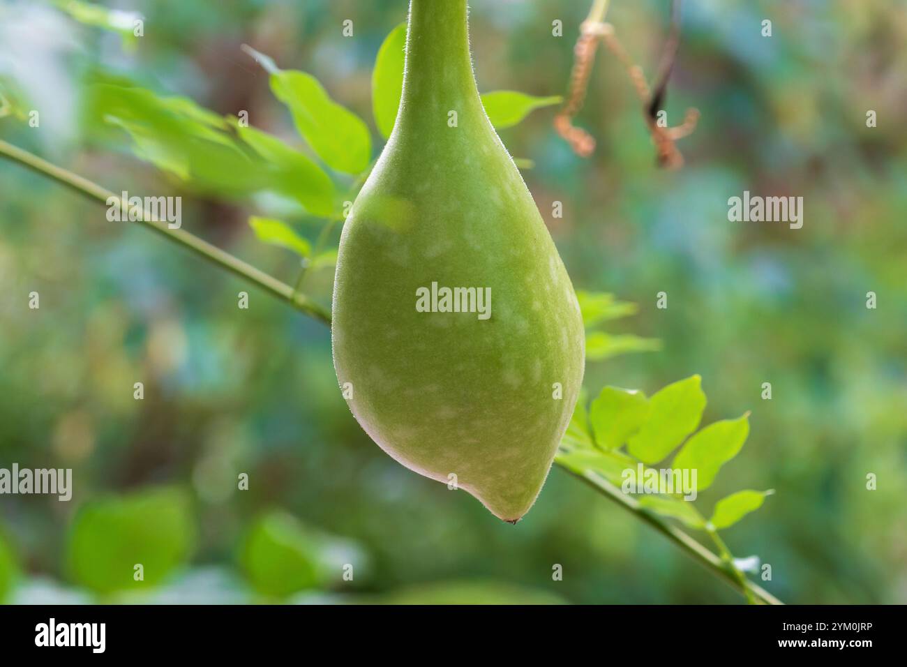 Green Calabash fruit. bottle gourd, white-flowered gourd, long melon ...