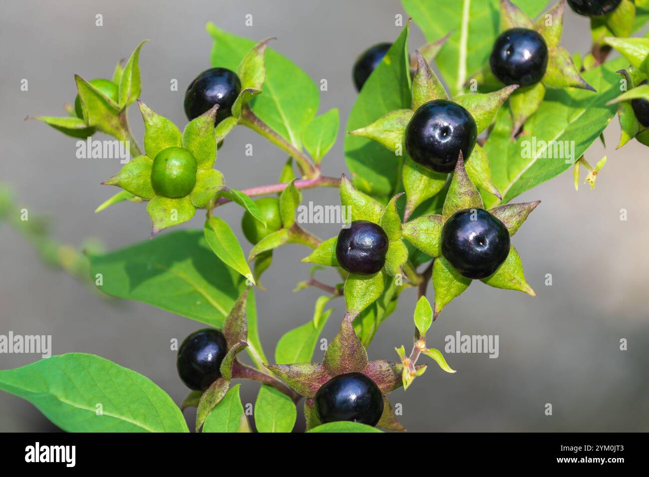 Black berries of Atropa belladonna. belladonna, deadly nightshade. a ...