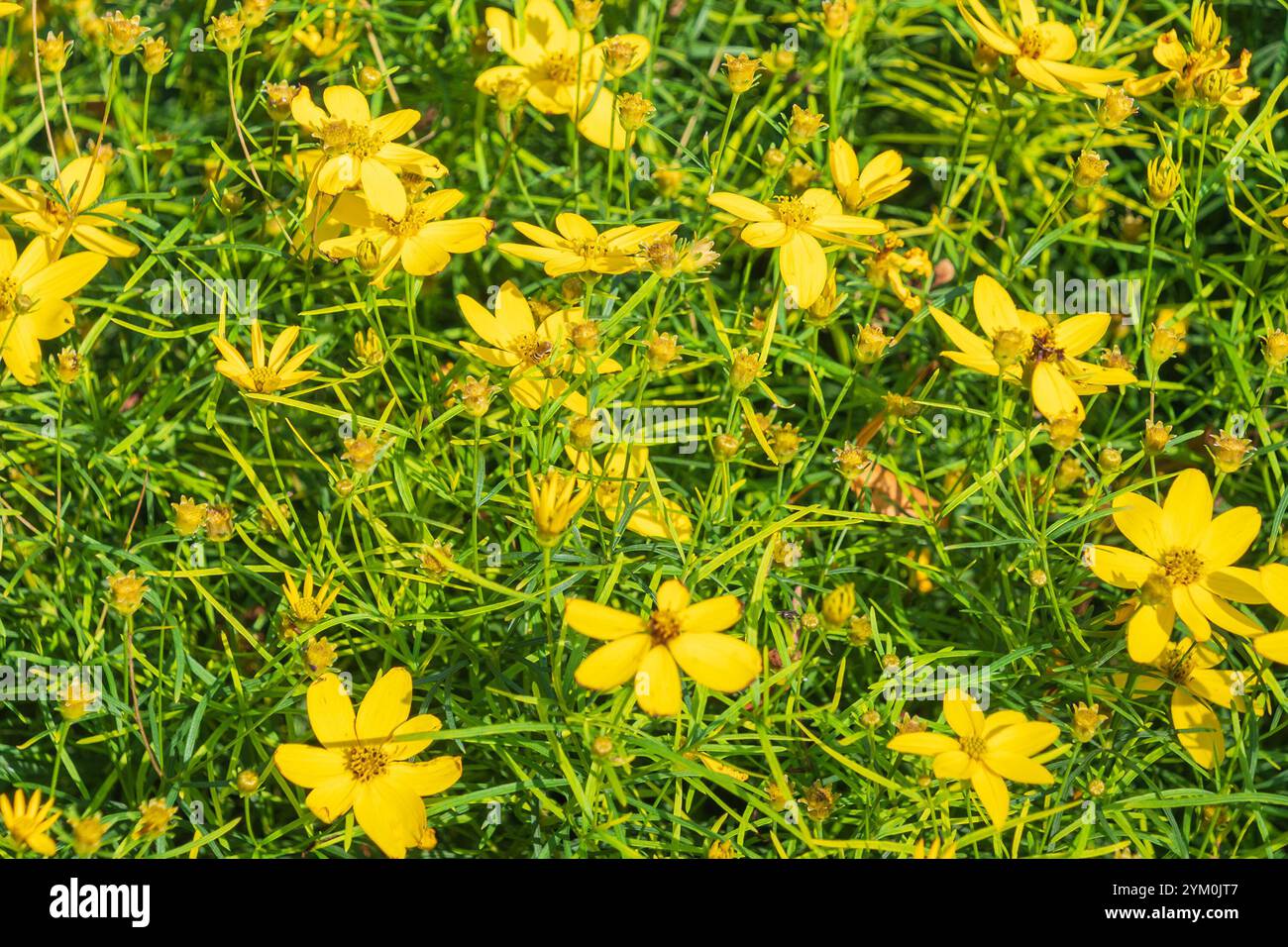 Beautiful yellow flowers of Coreopsis verticillata. whorled tickseed ...