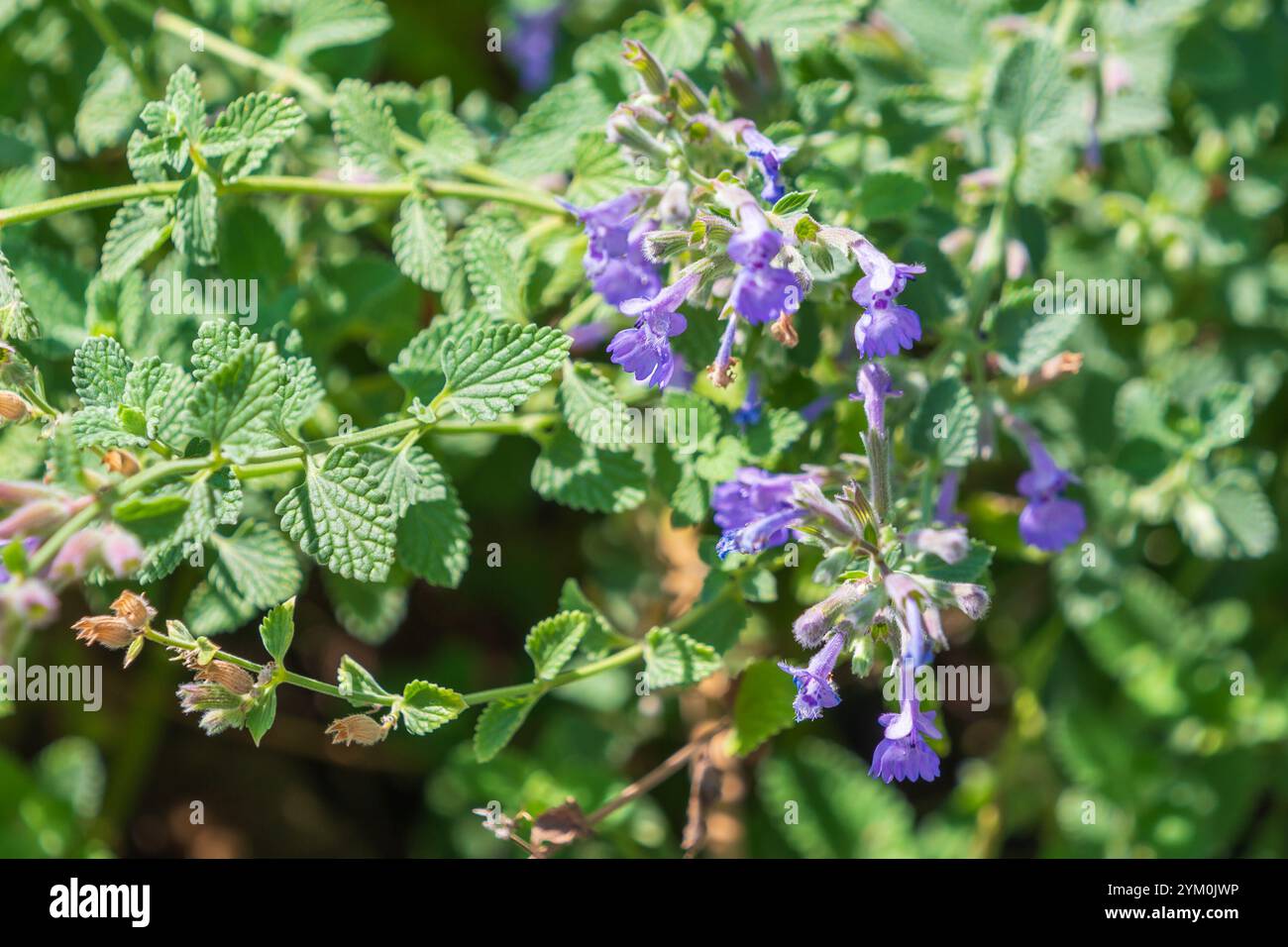 The dwarf catnip or raceme catnip hi-res stock photography and images ...