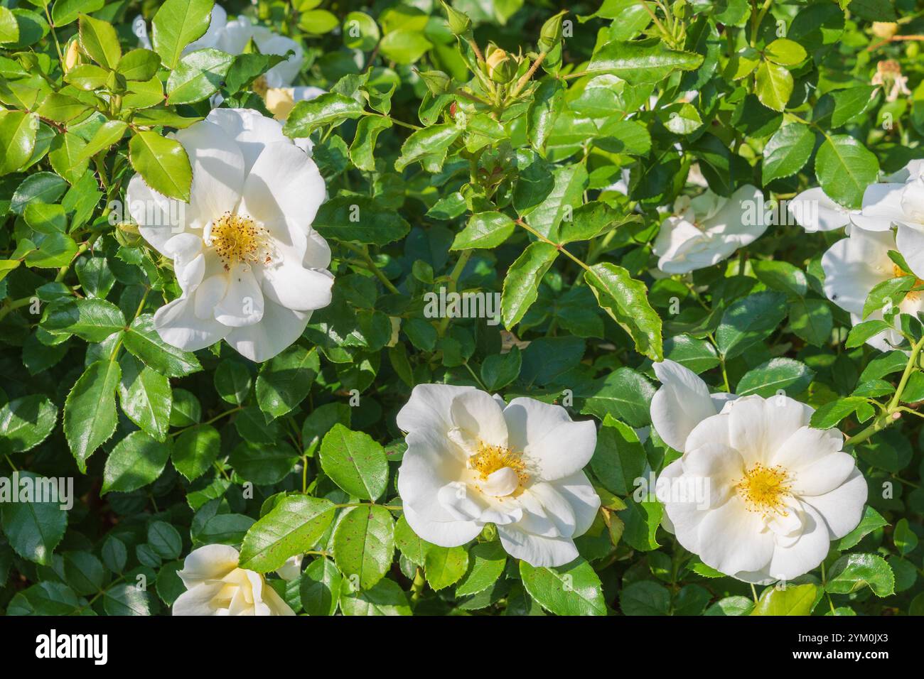 Beautiful white flowers Rosa arvensis in the garden. the field rose ...