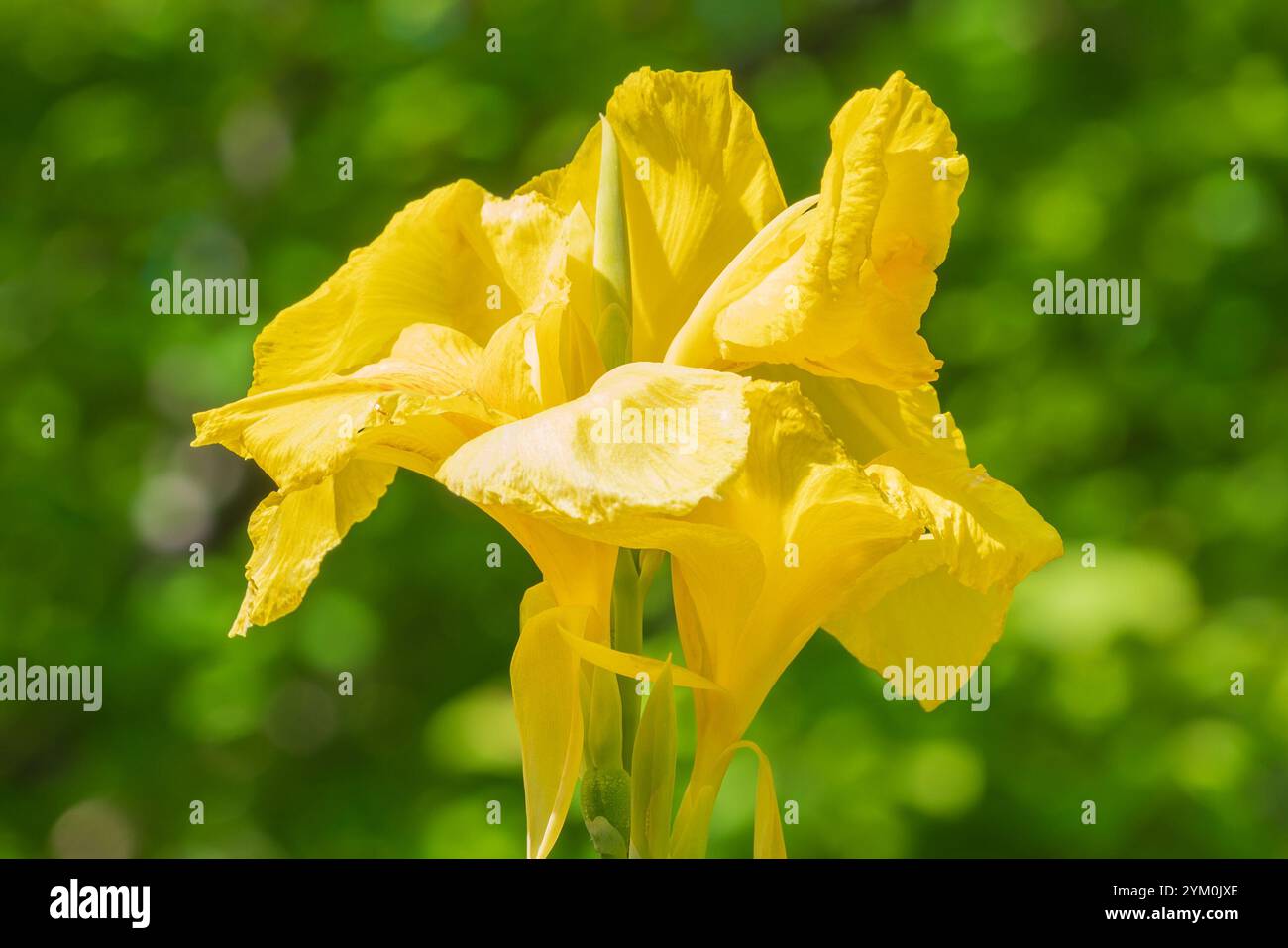 Beautiful yellow flowers of Canna flaccida. a species of the Canna ...