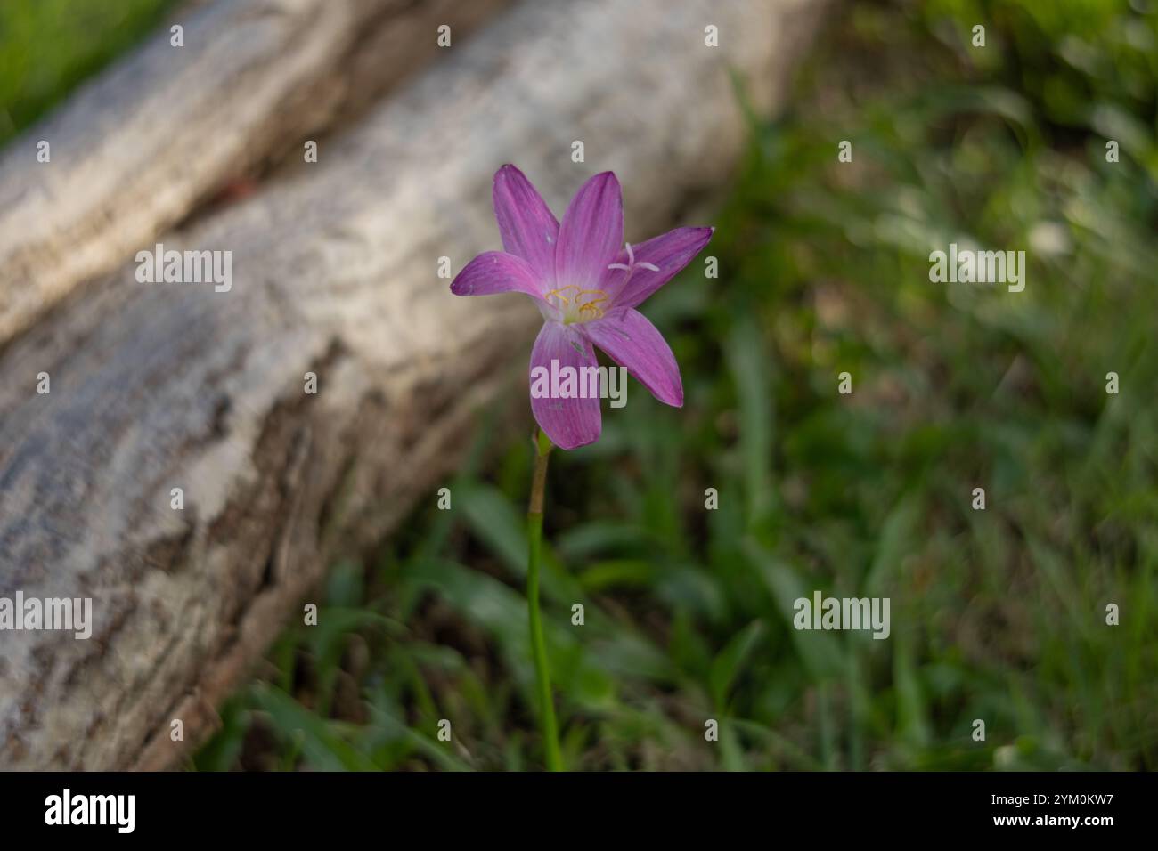 A small purple flower grows in the grass next to the log. The flower is ...