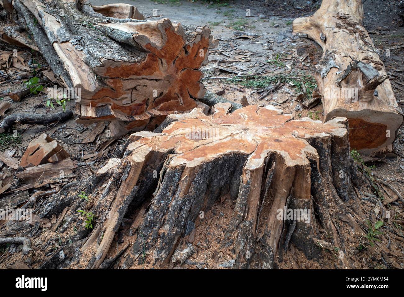 Big old stump in hi-res stock photography and images - Alamy