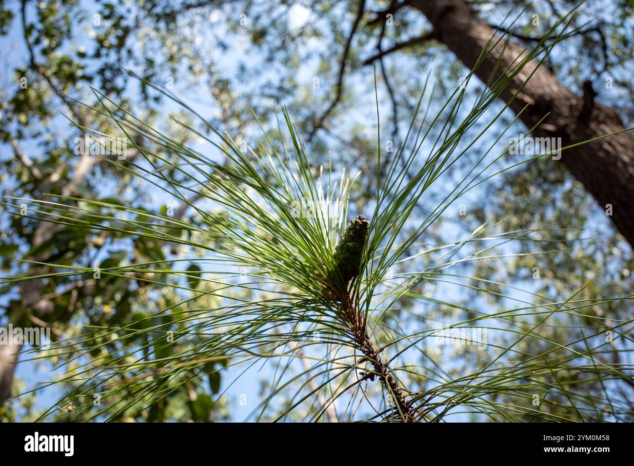 Pinus Merkusii Pinus Merkusii Merkus Pine Sumatran Pine Stock Photo