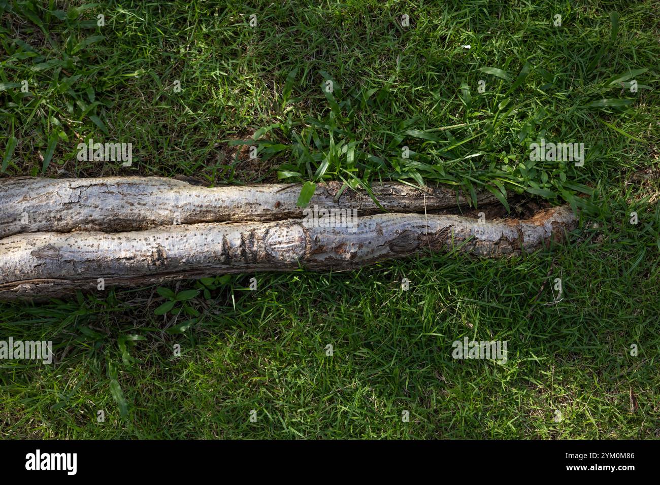 The background on the grass is the root of a tree. The grass is green ...