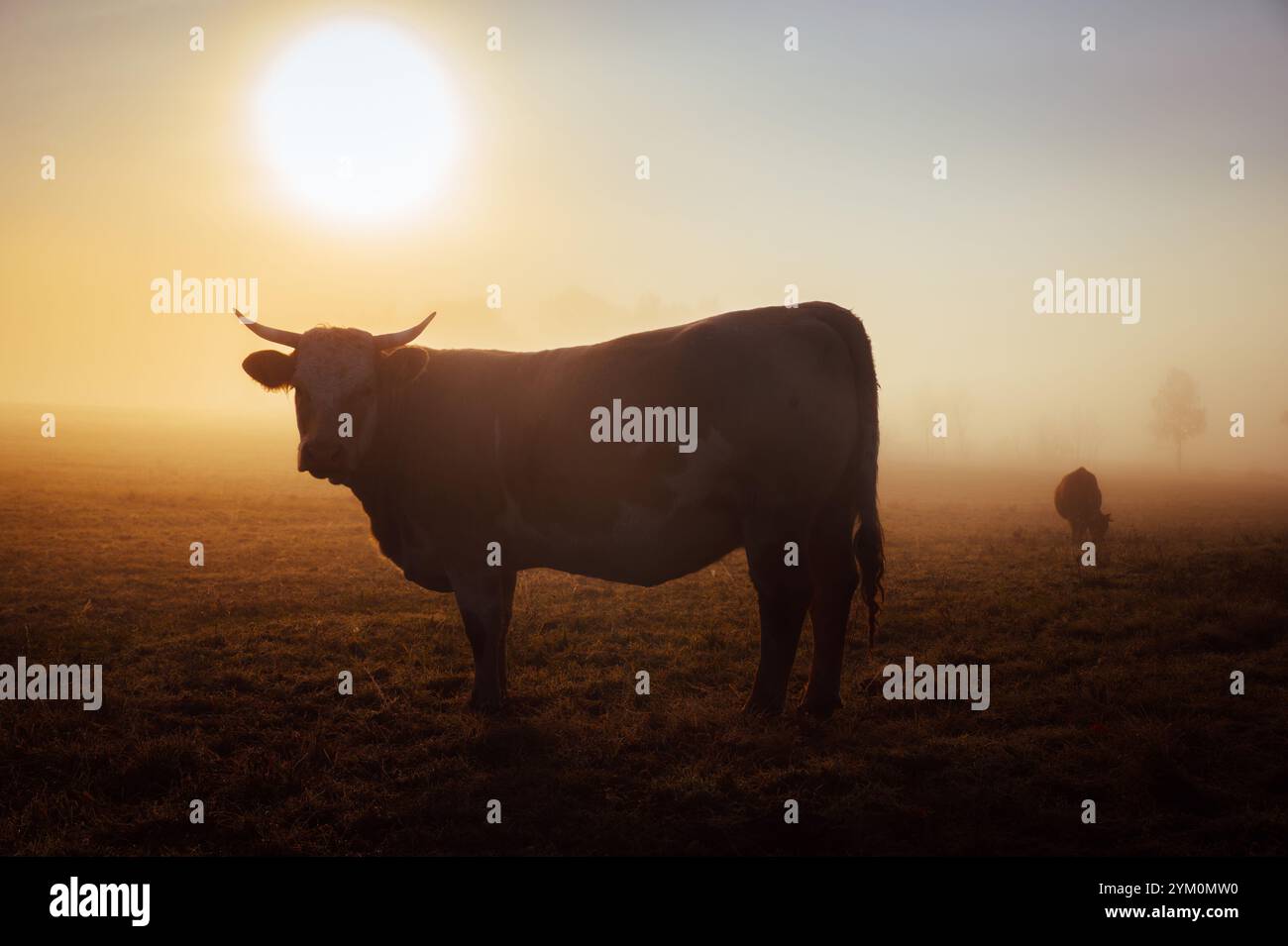 Cows Gracefully Feed in the Mist Stock Photo - Alamy