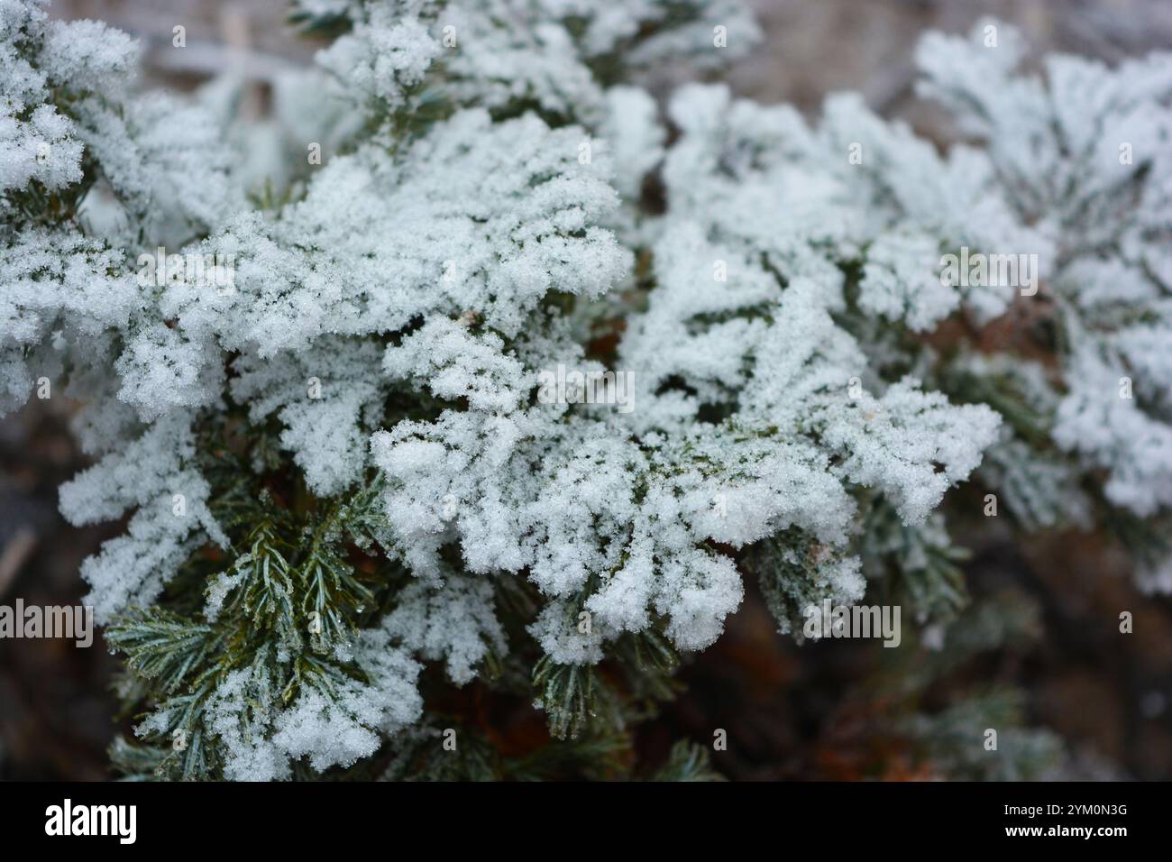 Beautiful green, blue branches of a juniper bush, needles covered with ...