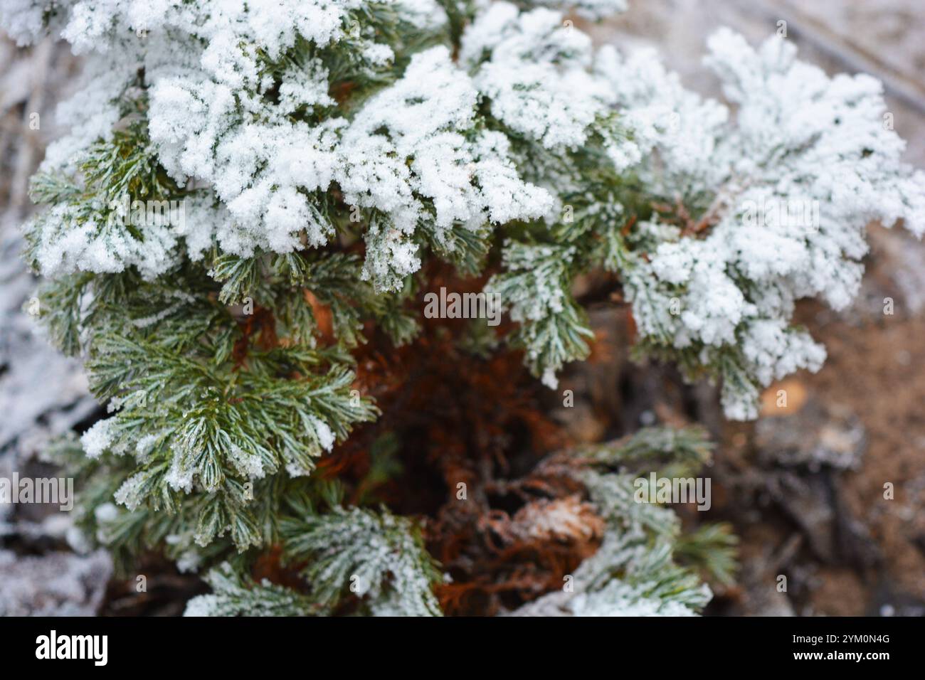 Beautiful green, blue branches of a juniper bush, needles covered with ...
