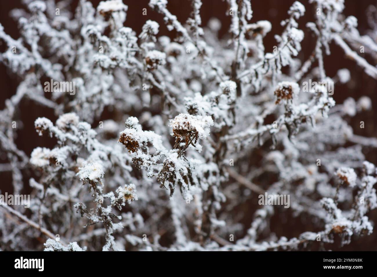 Beautiful winter landscape, bright white snow lies on the branches of a ...