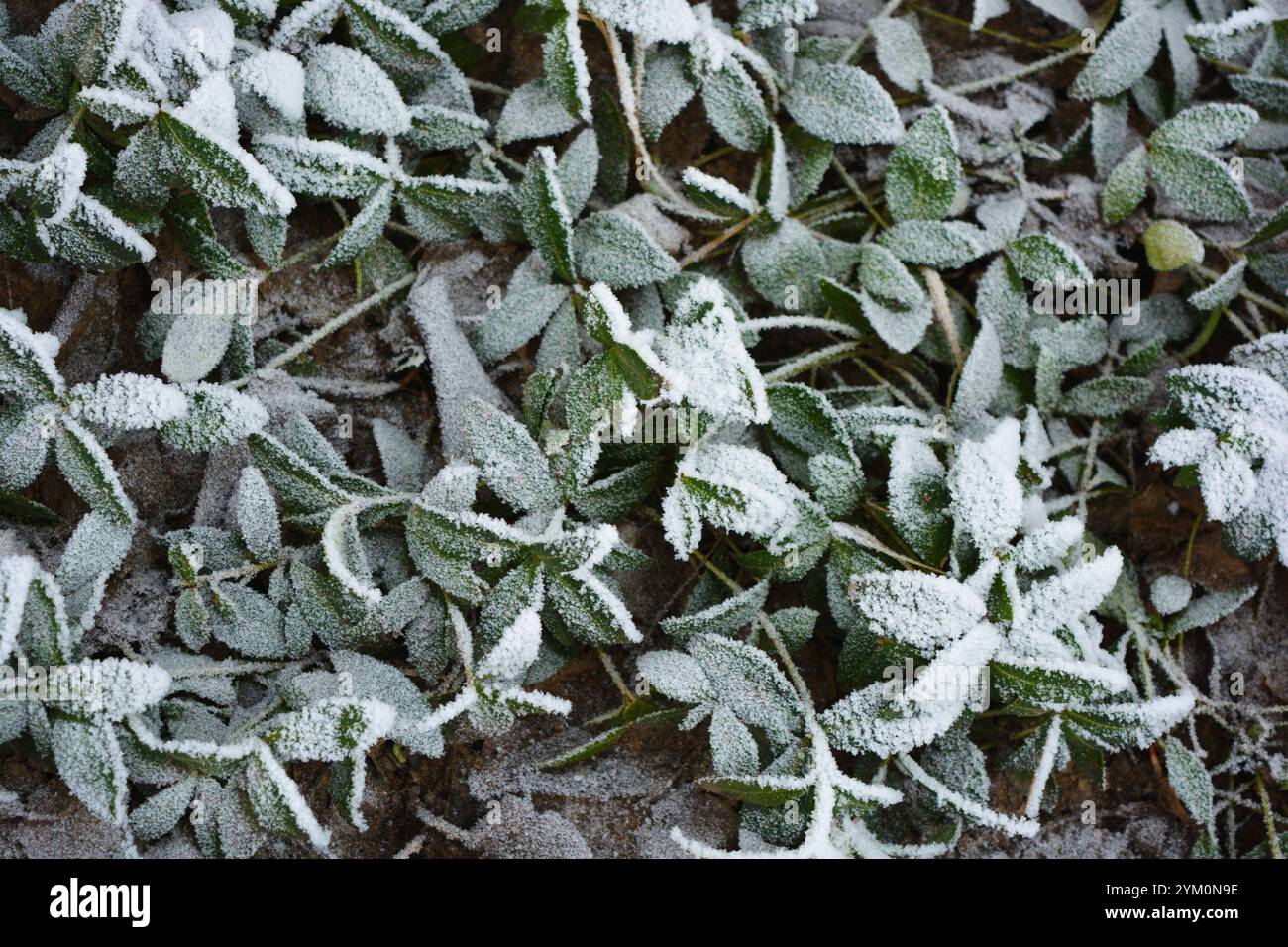 Green leaves of the periwinkle bush are covered with white, fluffy snow, white frost Stock Photo ...