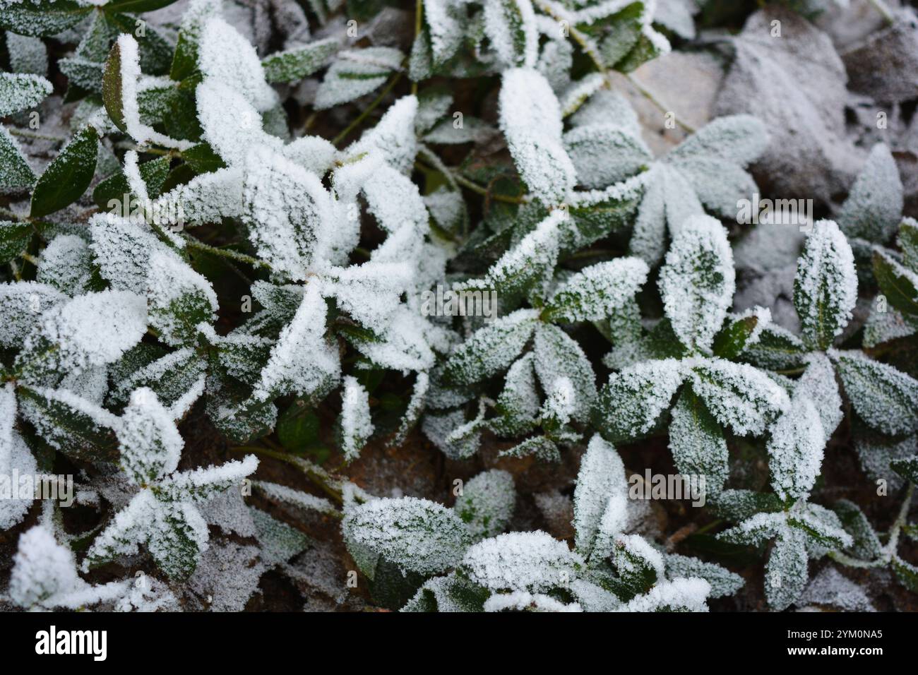 Green leaves of the periwinkle bush are covered with white, fluffy snow, white frost Stock Photo ...