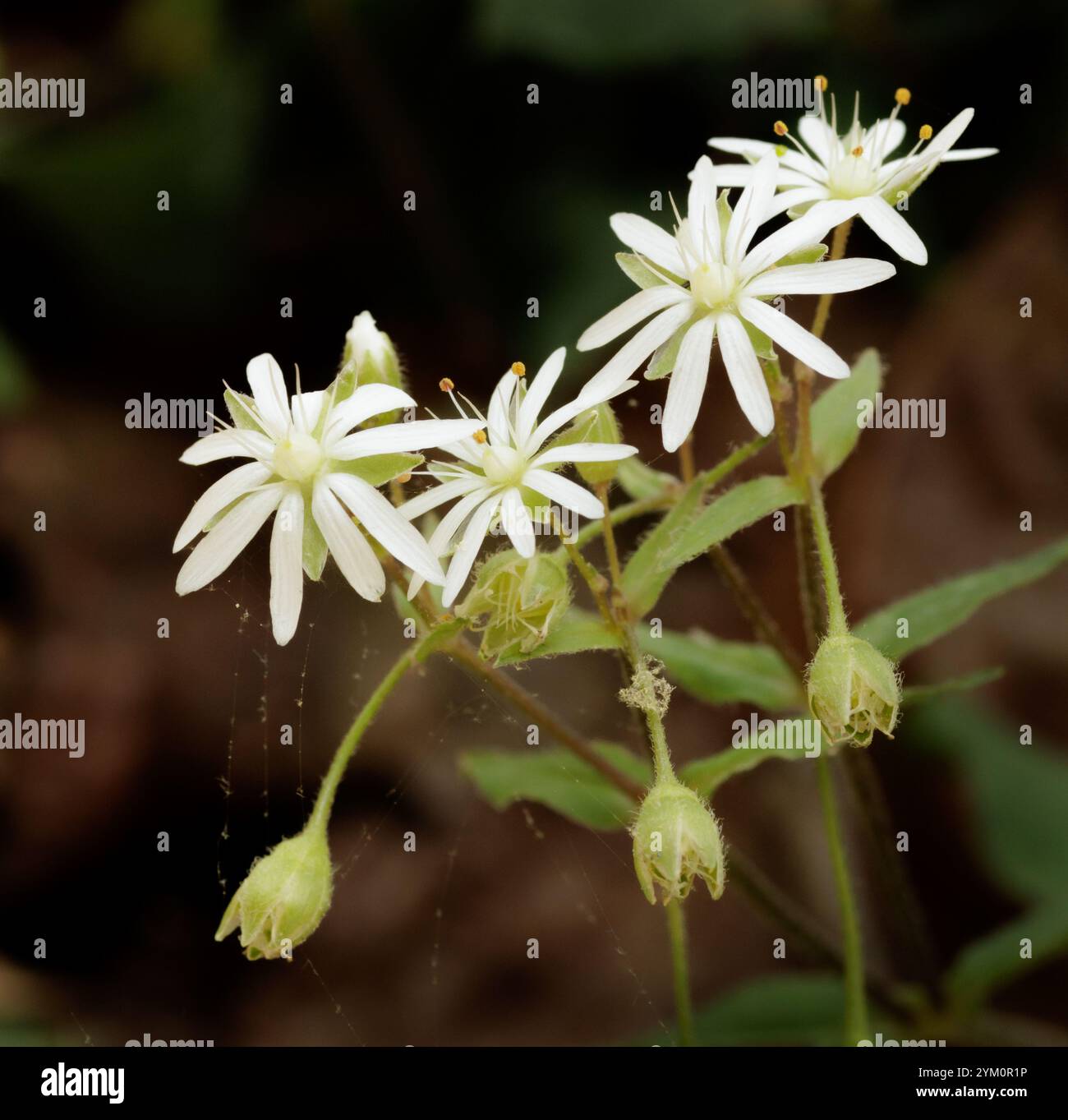 Star chickweed (Stellaria pubera) - Hall County, Georgia.. Sunlight ...
