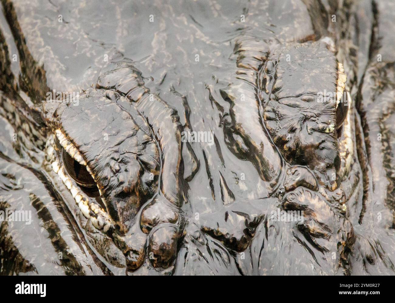 American alligator (Alligator mississippiensis) - Miami-Dade County ...