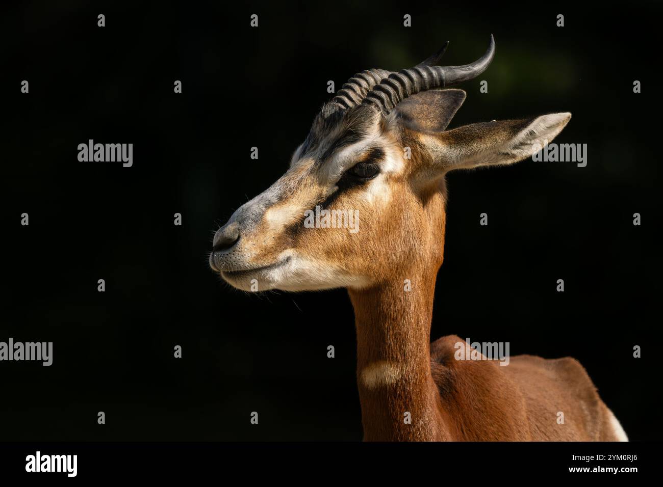 Dama gazelle - Nanger dama mhorr, portrait of beautiful critically ...