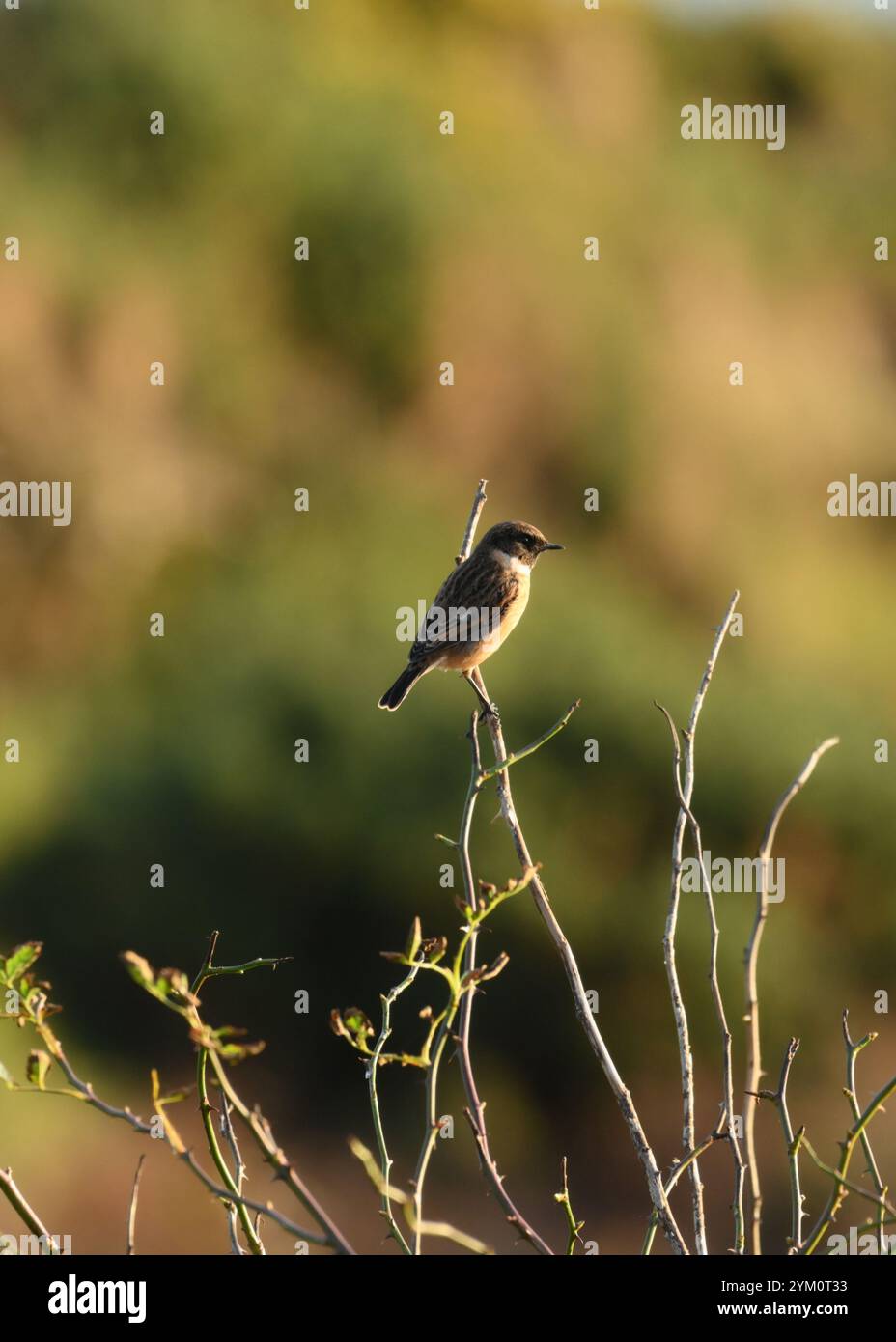 Stonechat (female) searches for insects from its perch on the coast ...