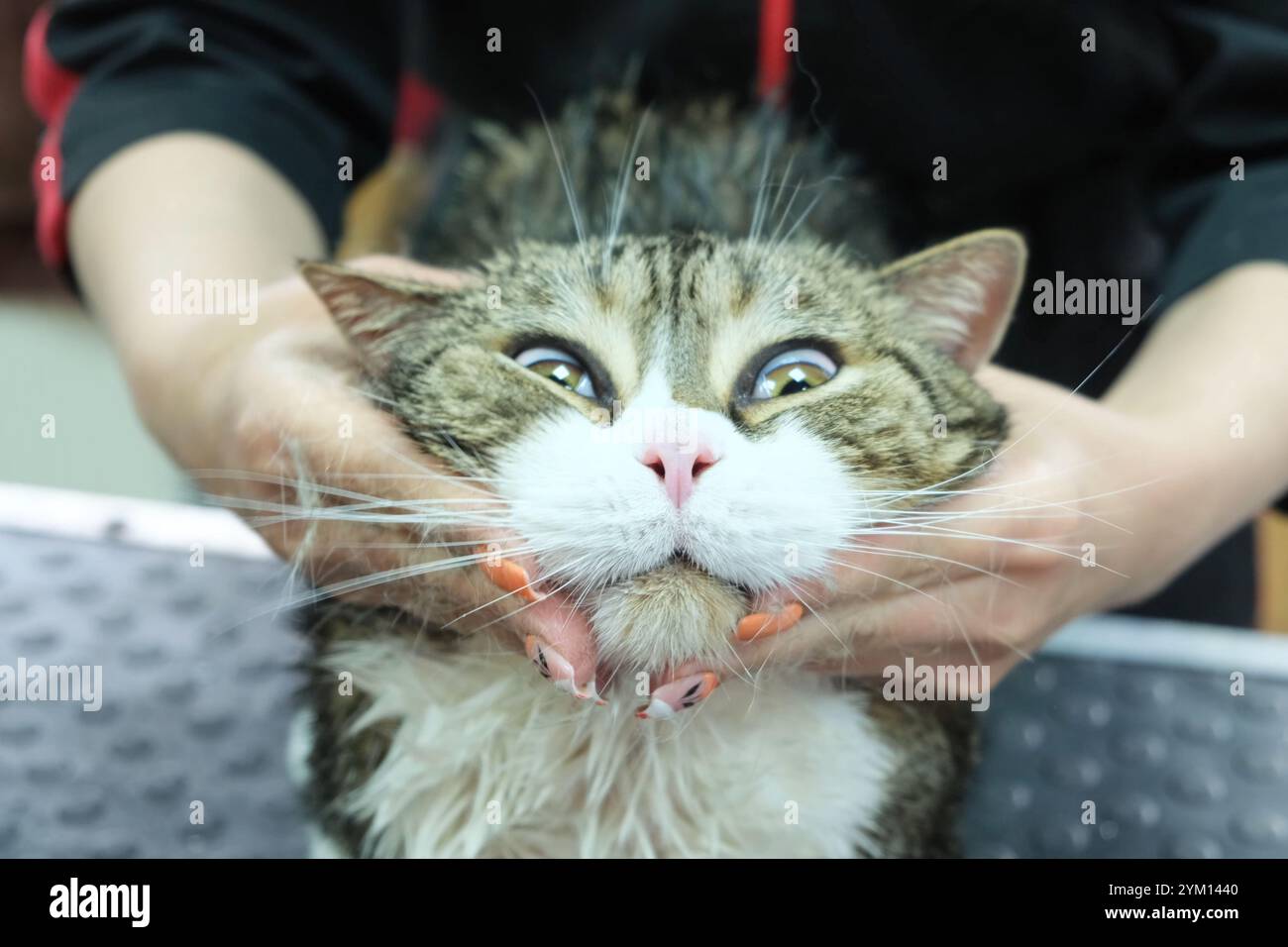 A fluffy cat is carefully being washed with gentle shampoo while being ...