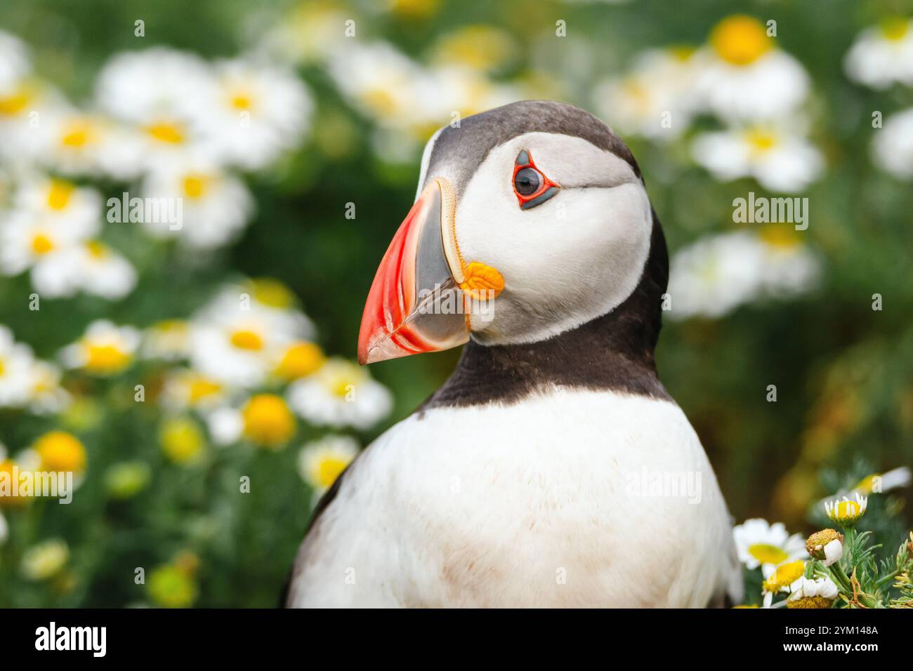 Horizontal Portrait of an Atlantic Puffin during a summer day ...