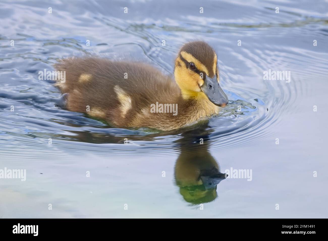 Cute brown and yellow Mallard duckling learning to swim on a local pond ...
