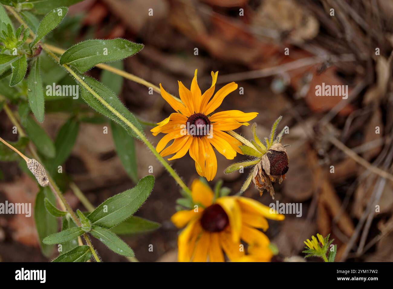 Back eyed susans hi-res stock photography and images - Alamy