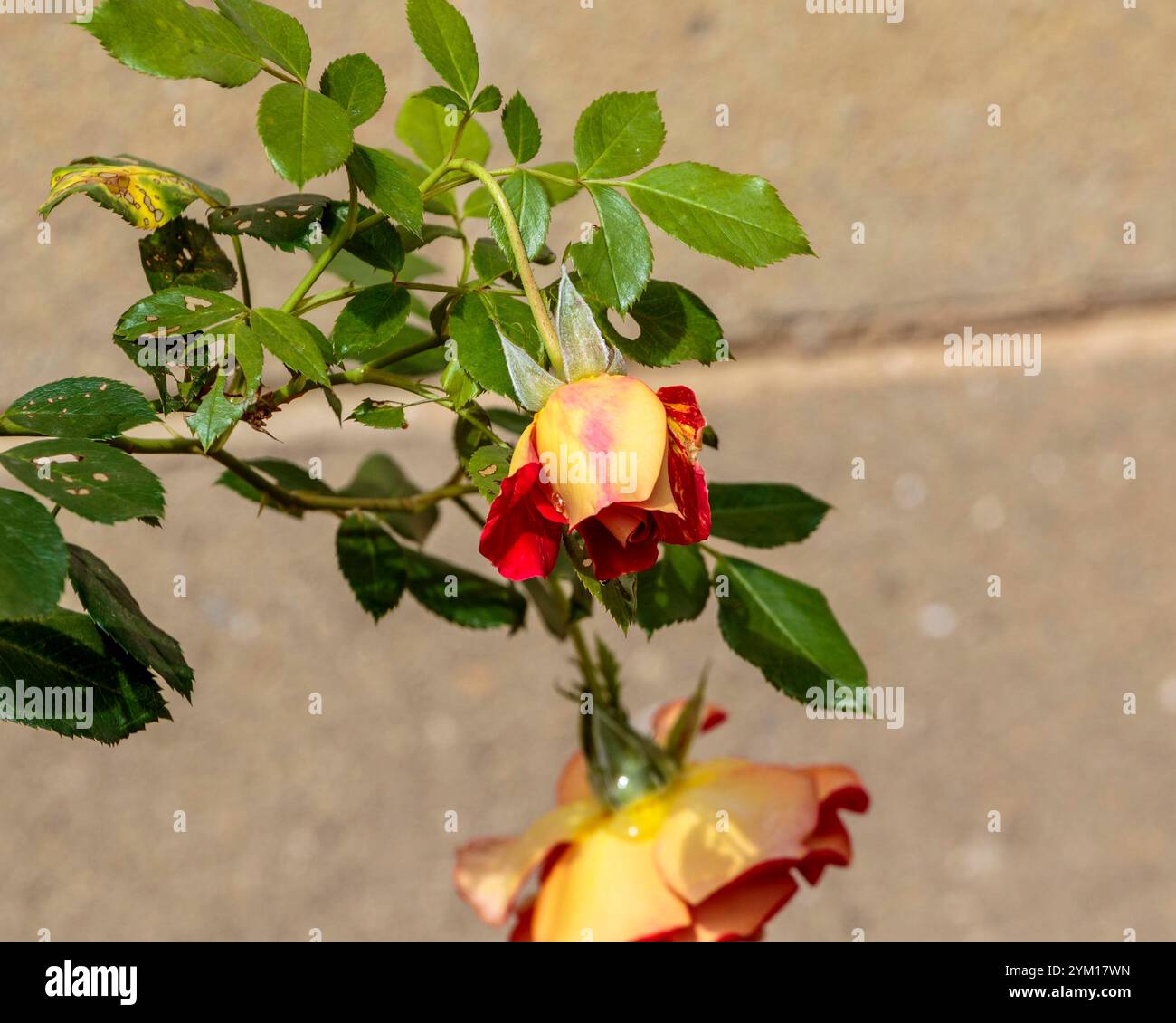 Yellow red garden rose closeup hi-res stock photography and images - Alamy