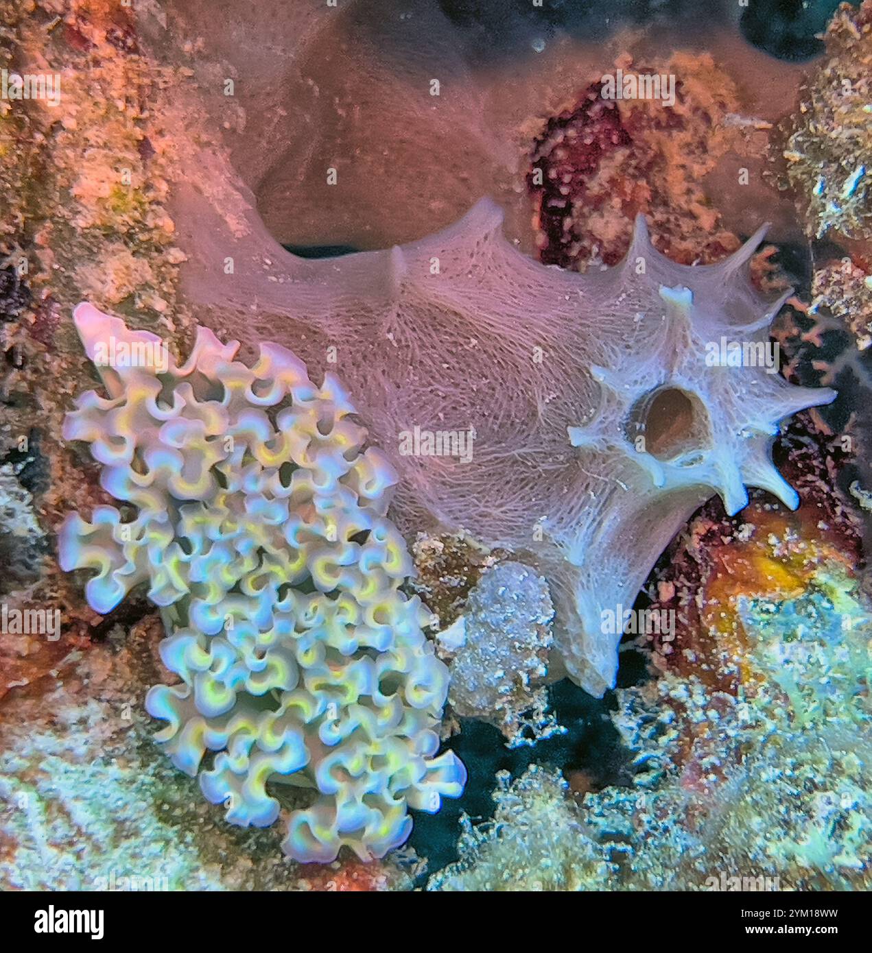 Elysia crispata, common name the lettuce sea slug or lettuce slug, is a ...