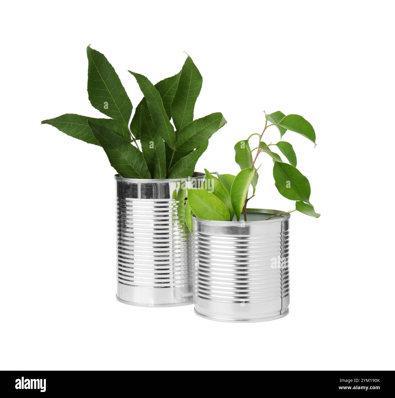 Recycling concept. Cans with plants isolated on white Stock Photo - Alamy