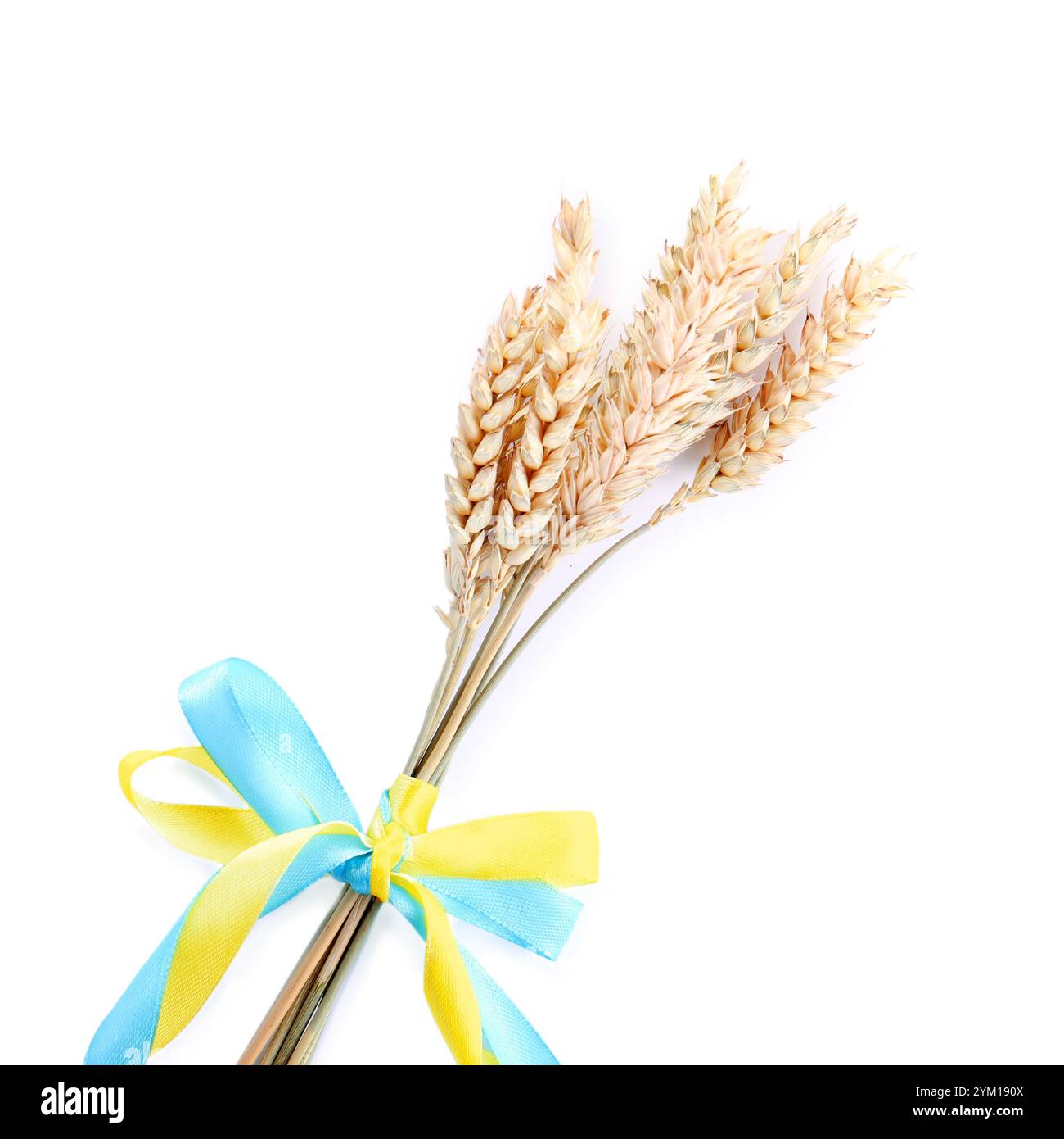 Ears of wheat with ribbons in colors of Ukrainian national flag ...