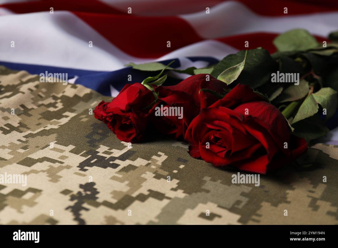 Veterans day. Rose flowers and military uniform on American flag ...