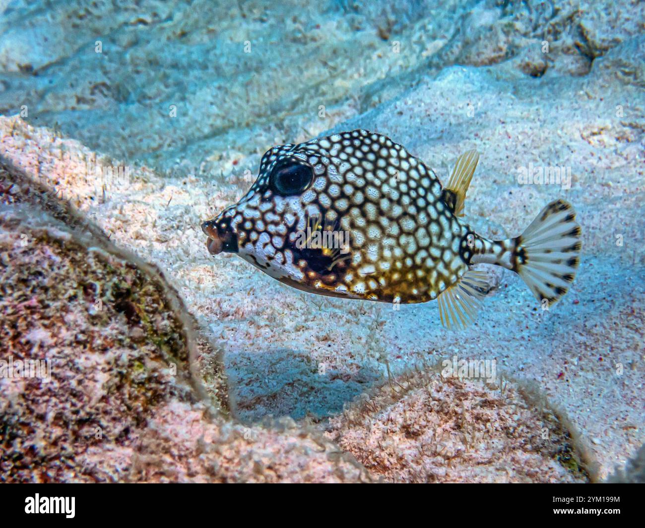Ytunkfish hi-res stock photography and images - Alamy