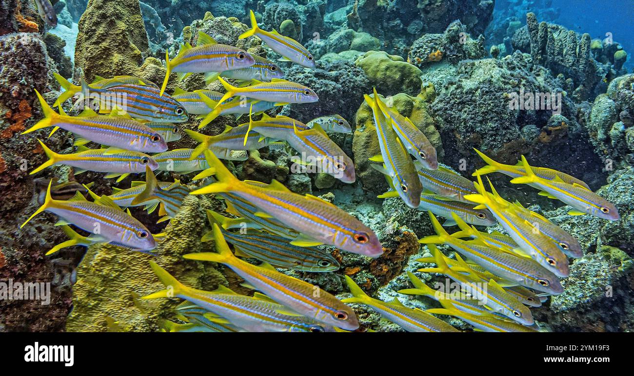 yellowtail snapper,Ocyurus chrysurus is an abundant species of snapper ...