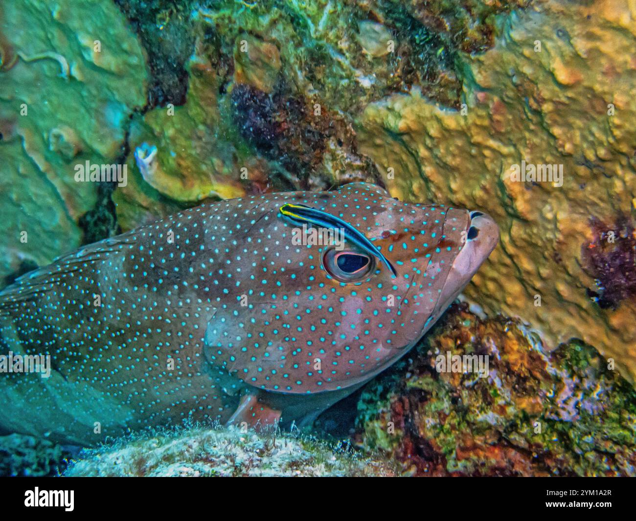Mycteroperca bonaci, the black grouper, black rockfish or marbled ...